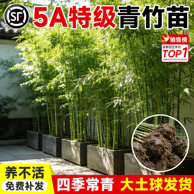 【原土带叶】5A特级青竹苗