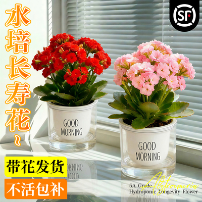 【5A特级】水培长寿花爆花发货