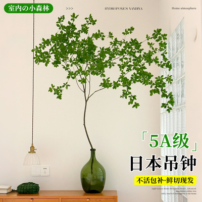 【5A特级】日本进口吊钟高级感