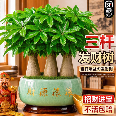 【5A特级】三杆步步高发财树盆栽