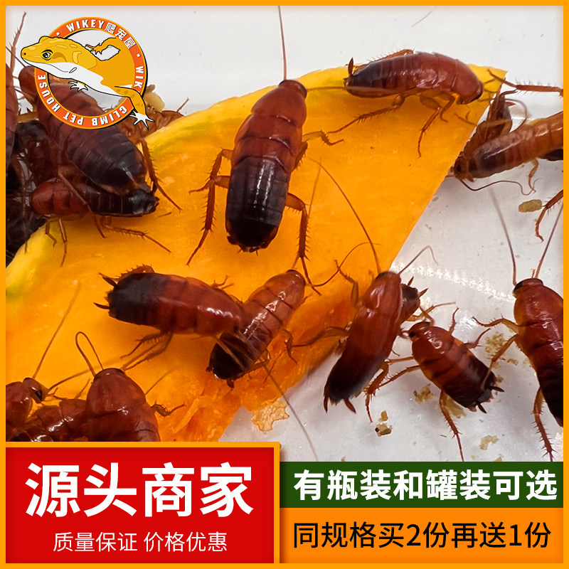 樱桃蟑螂活体饲料樱桃红蟑螂幼体活虫爬宠爬虫鸣虫食物守宫金龙鱼_虎窝淘