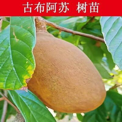 正宗古布阿苏果树苗四季种植基地直发庭院果树南北方种植