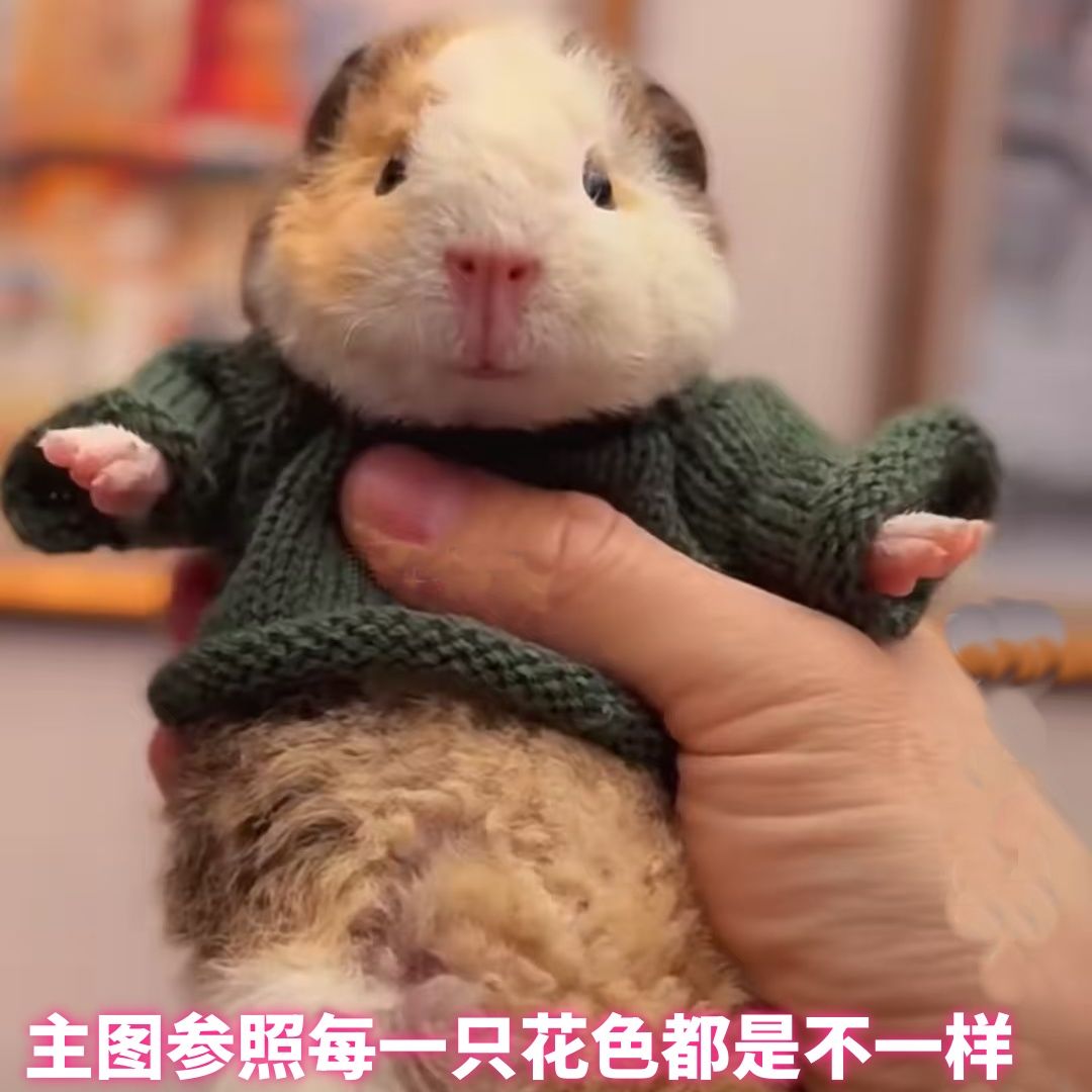 豚鼠活物荷兰猪活体天竺鼠彩豚幼崽小宠活物猪妞非卡皮巴拉活宠猪