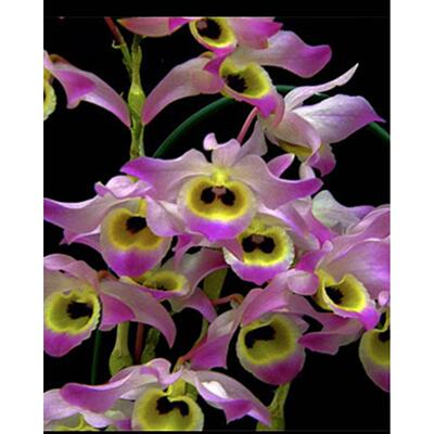 蜂腰石斛丛苗棒节石斛稀有花卉绿植盆栽观赏石斛花洋兰