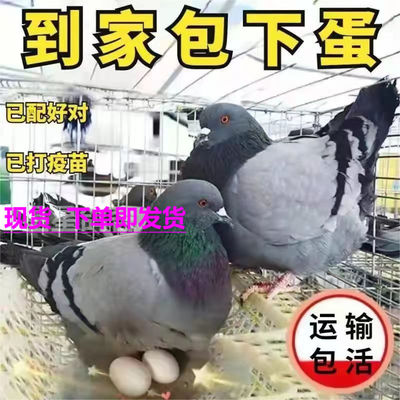 元宝鸽纯种鸽子活体元宝鸽肉鸽