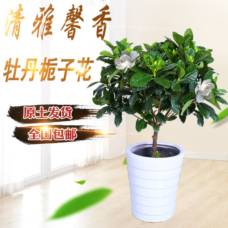 栀子花盆栽 四季开花 室内 芳香 净化空气办公室 独干栀子花花卉