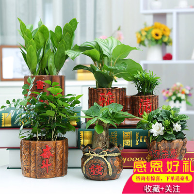 发财树盆栽办公室小盆栽栀子花榕树室内客厅花卉植物虎皮兰荷花竹