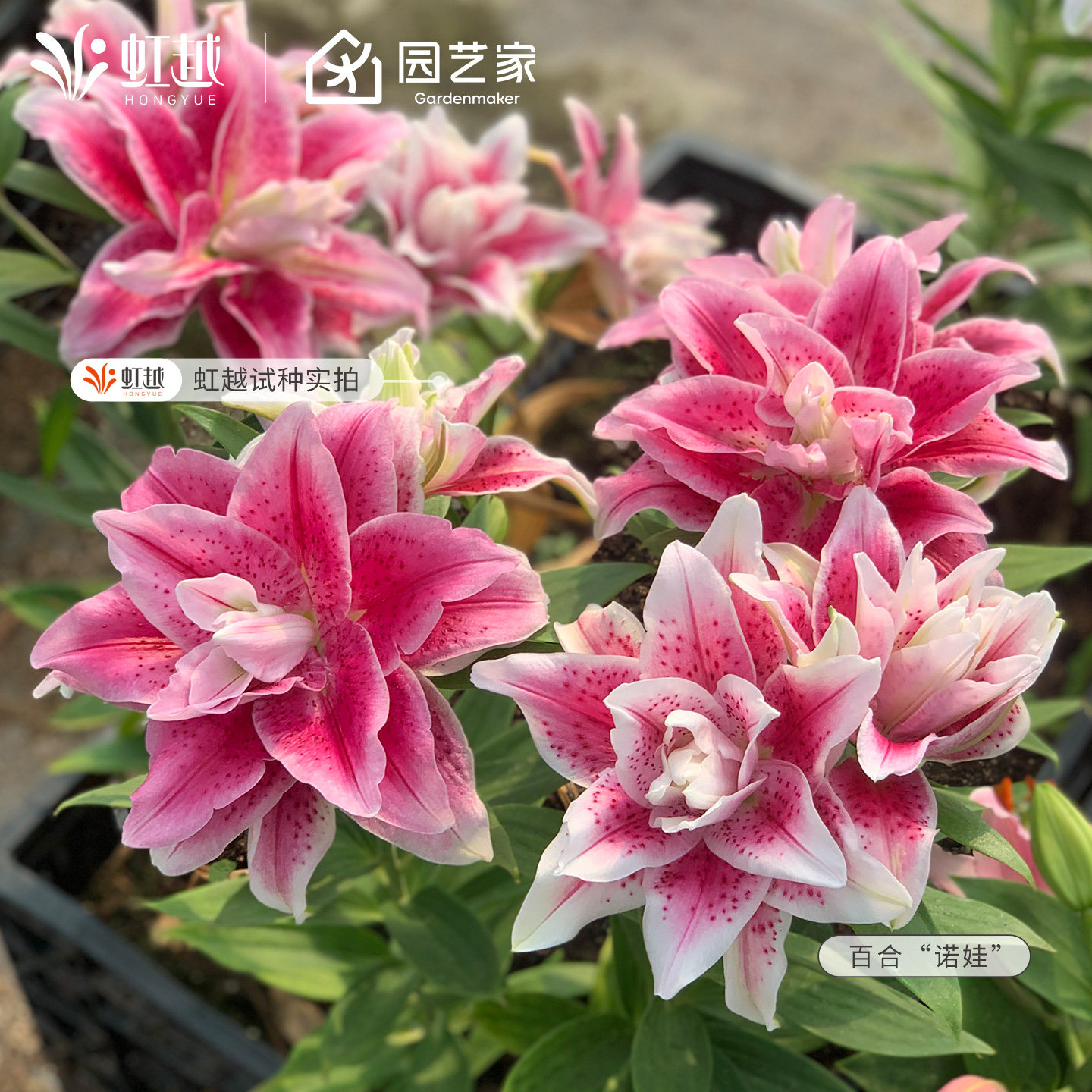 进口秋百合种球根喇叭地栽可阳台盆栽花卉诺娃多年阳台盆栽预卖