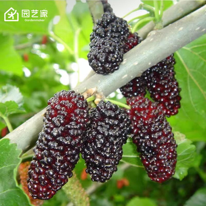 园艺家果桑葚长桑果桑子金果桑盆栽地栽水果树桑叶水果苗好吃