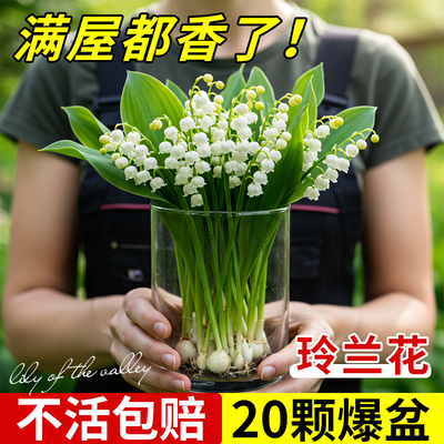 水培铃兰花苗盆栽带芽带根种球