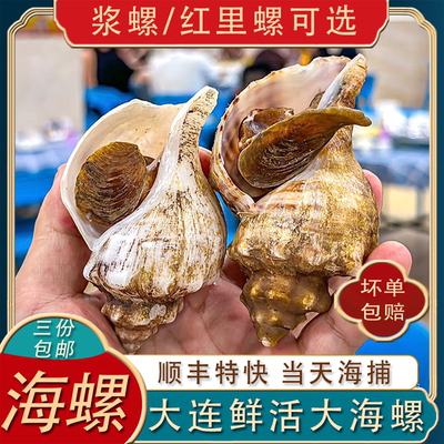 大连原浆大海螺鲜活空运发货500g