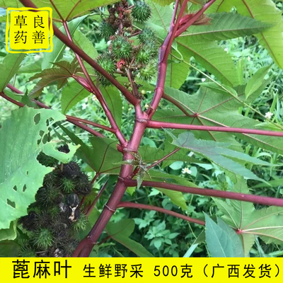 新鲜广西蓖麻叶无污染