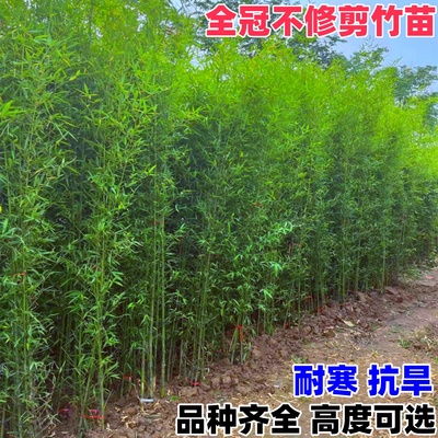 全冠不修剪竹子苗庭院植物常青苗