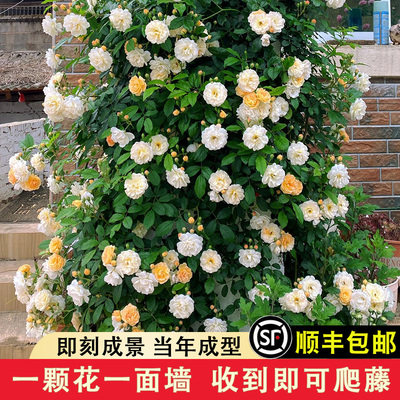 阿兹玛赫德藤本月季勤花庭院攀援花卉法国吉莱纳德爬藤蔷薇花盆栽