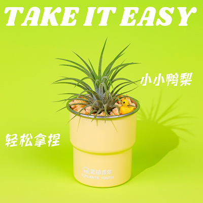 氧植青年小小鸭梨空气凤梨盆栽