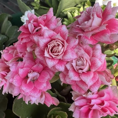 露娜长寿花重瓣大花室内盆栽