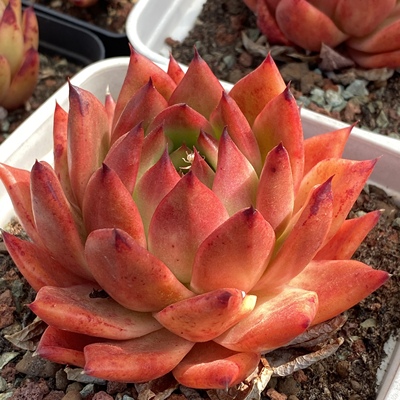 阿姆斯壮 多肉植物大颗冬云精品高端肉肉植物桌面阳台盆栽花陌派