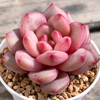 凌雪 多肉植物办公室阳台精品高端肉肉植物小盆栽花陌派云南多肉