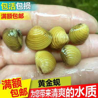 黄金蚬观赏宠物螺净水活化底床贝壳除藻淡水溪蚬小河蚌活体包邮