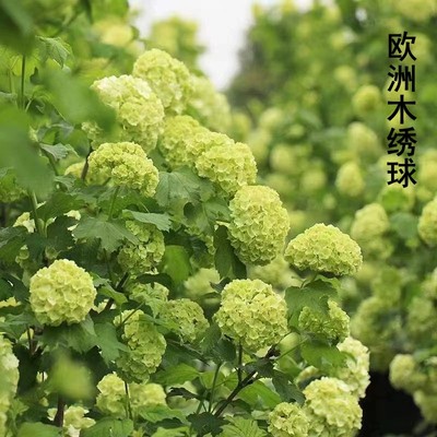 新品木绣球花大苗中华欧洲木绣球