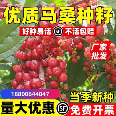 马桑种子灌木草籽护坡固土山边坡紫穗槐刺槐绿化矿山绿化复绿草籽