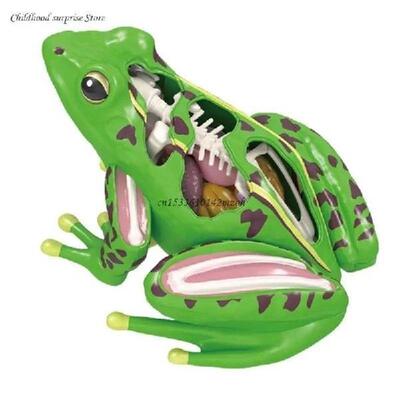 4D Anatomical Frogs Educational Toy for Children Veterinary
