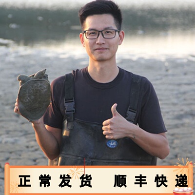 鲜活野外生态放养大甲鱼