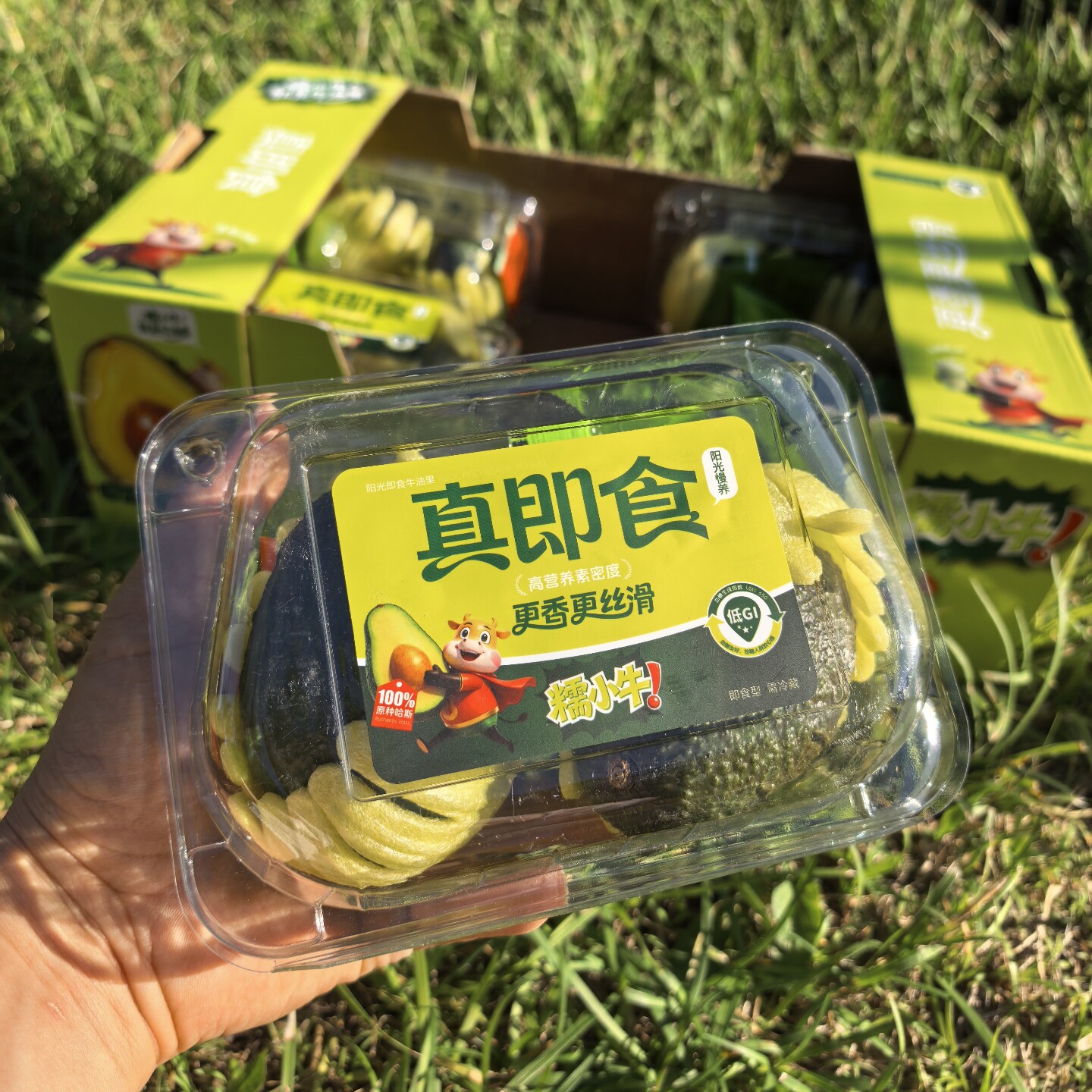 糯小牛牛油果香糯即食牛油果大果每盒2颗新鲜鳄梨宝宝辅食包顺丰