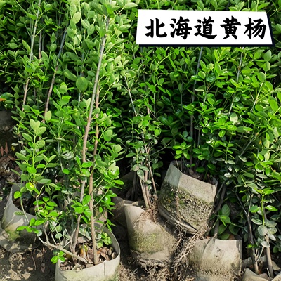 北海道黄杨庭院绿化树苗
