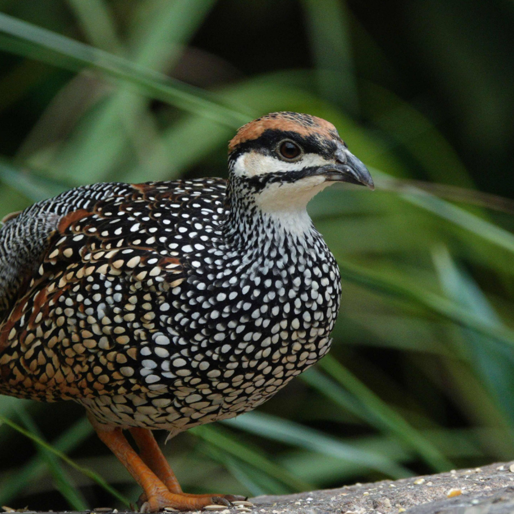 正宗广西鹧鸪斑点观赏鹧鸪中华小体型宠物鹧鸪苗成年种蛋