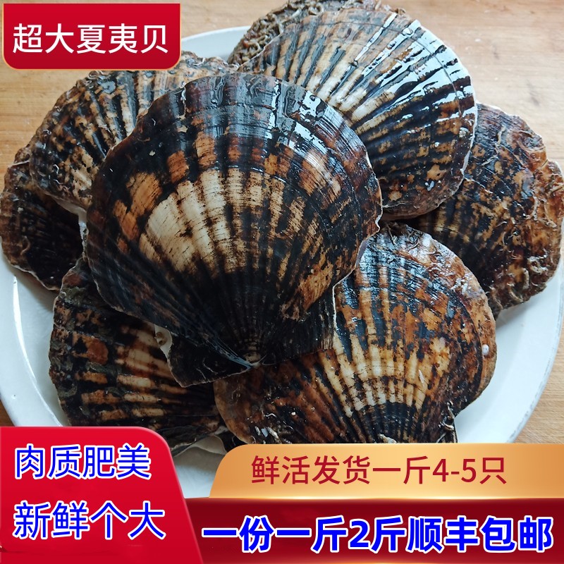 鲜活夏夷贝超大扇贝青岛海鲜贝类水产新鲜海捕扇贝蒜蓉粉丝烧烤贝