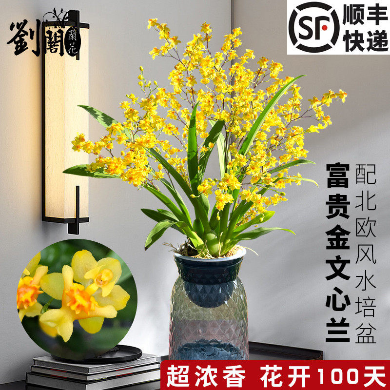 超能开花【现带花苞】基地直销 专场文心兰多花带花苞送盆花卉