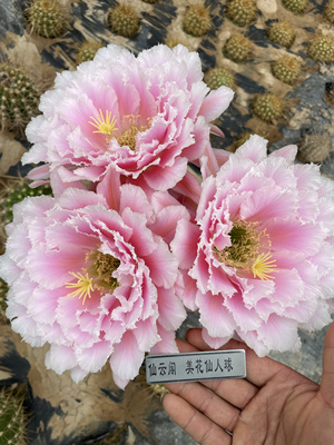 毛花柱 大仙女 仙云阁美花仙人球彩草丽花黄金妞阳台庭院盆栽花卉