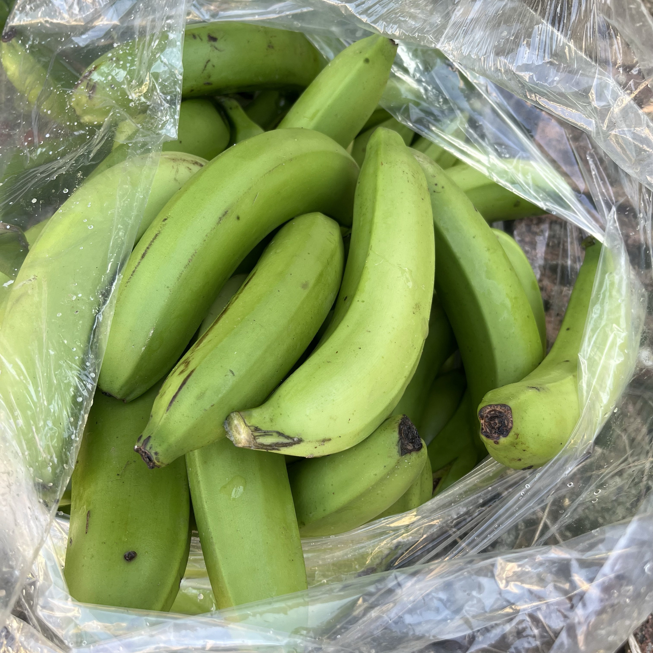 广西单个香蕉农家自种绿皮甜香蕉当季水果自然熟