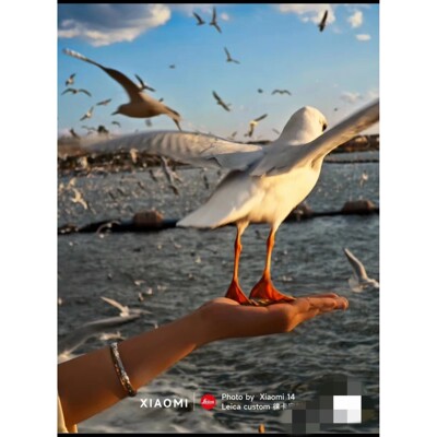 小米14/小米14pro/小米14ultra 拍照风格预设包 多个主题适应不同