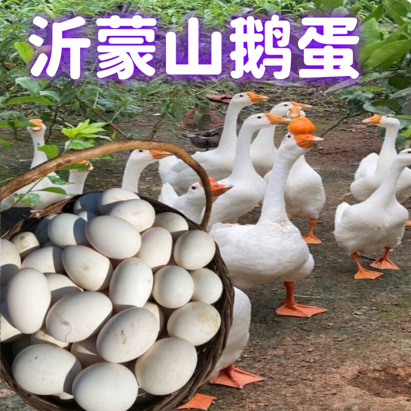 沂蒙山正宗新鲜鹅蛋孕妇农家散养土鹅蛋正宗特产12枚大个生鹅蛋