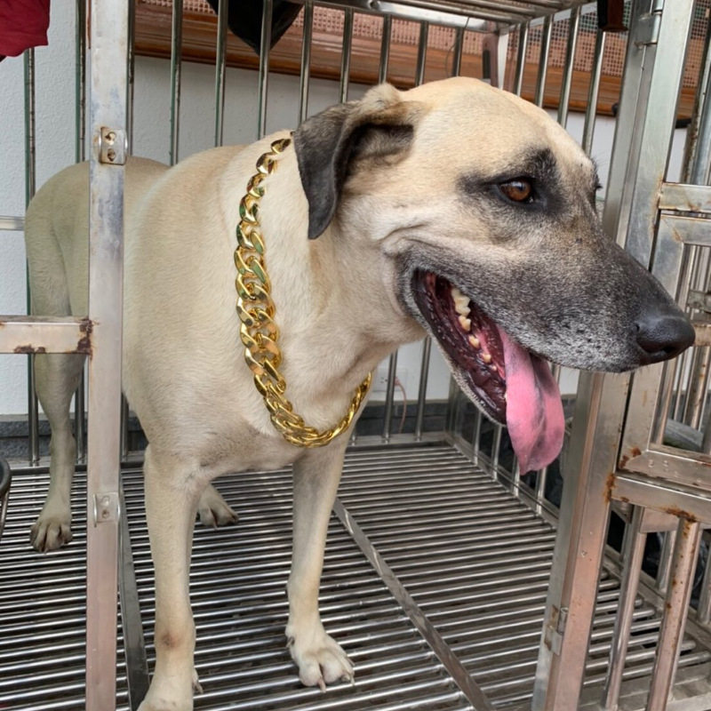 Oversized Dog Pet Neckband Necklace the Labrador Retriever Golden ...