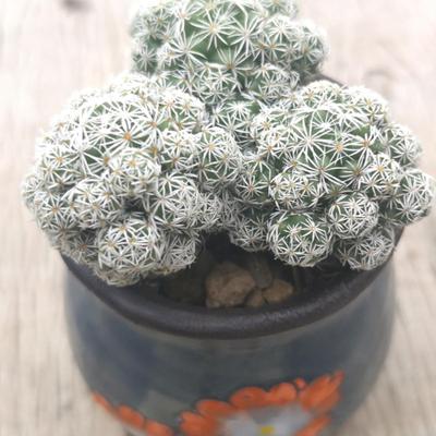 银手指仙人掌多肉植物组合盆栽仙人球像白鸟大颗好养云南肉肉精品