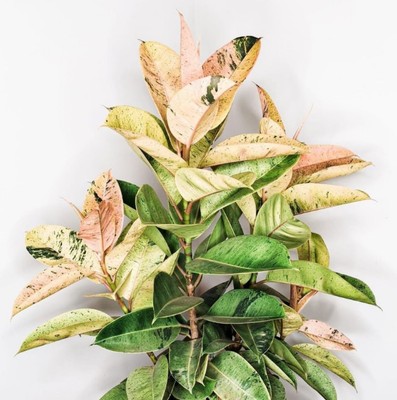 雀斑小姐威廉王子 橡皮树Ficus Elastica Shivereana花金刚橡皮树