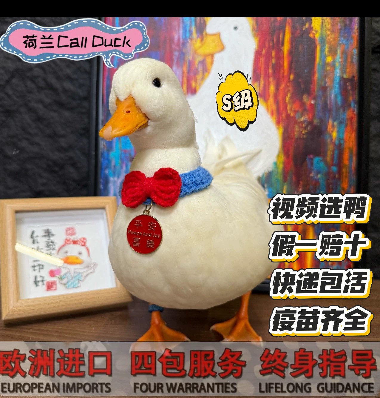 正宗纯种柯尔鸭活宠物柯尔鸭可达鸭s级鸭子赛级柯尔鸭宠物幼崽