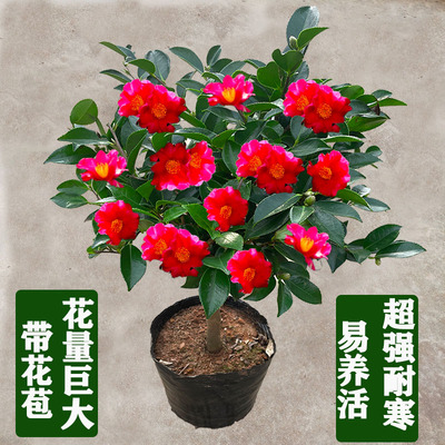 茶梅花苗盆栽四季卉红球带