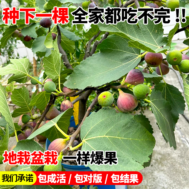 无花果树果苗特大盆栽波姬红四季庭院阳台地栽南北方种植当年结果