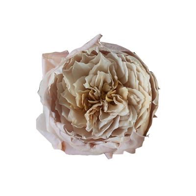 夏洛特佩里安灌木月季花大苗