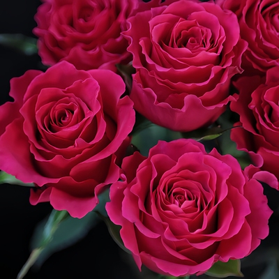 高盛玫瑰花大苗盆栽切花月季