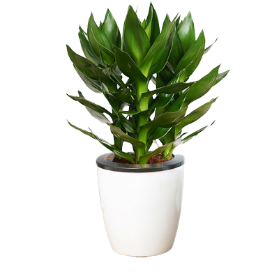 富贵竹盆栽室内四季常青净化空气