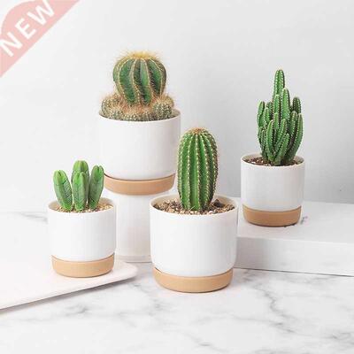 Succulent Plant Pot Doule-Layer Green Dill Small Green Plan