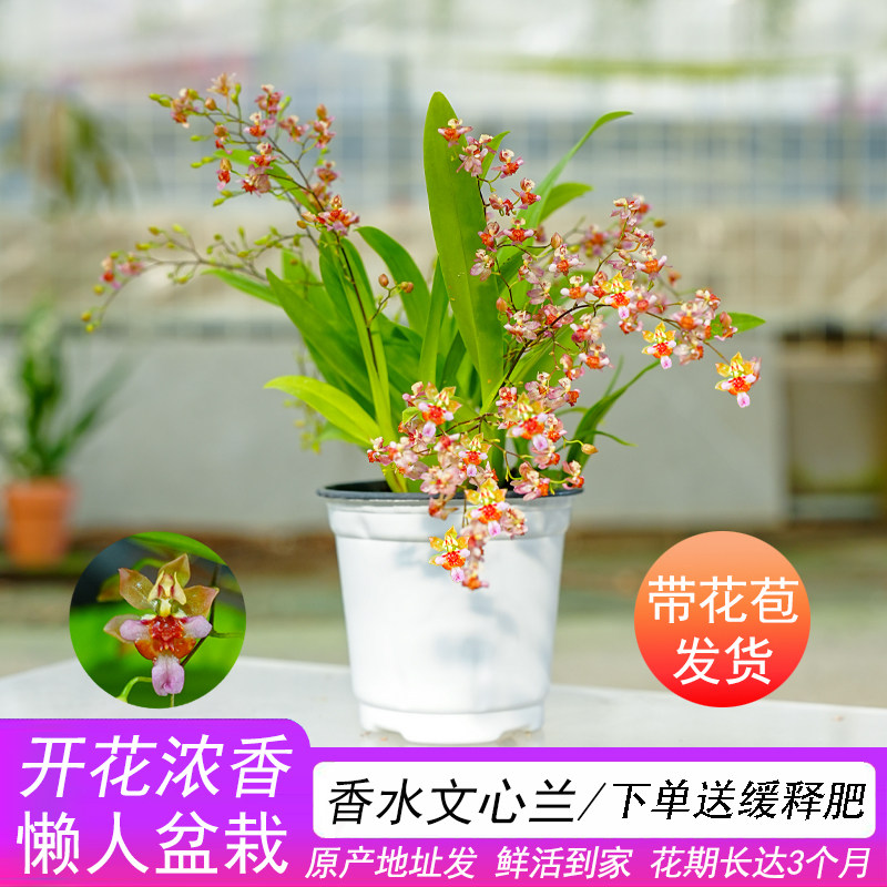 浓香型文心兰梦香兰花卉绿植水苔盆栽室内阳台客厅易活跳舞兰香味