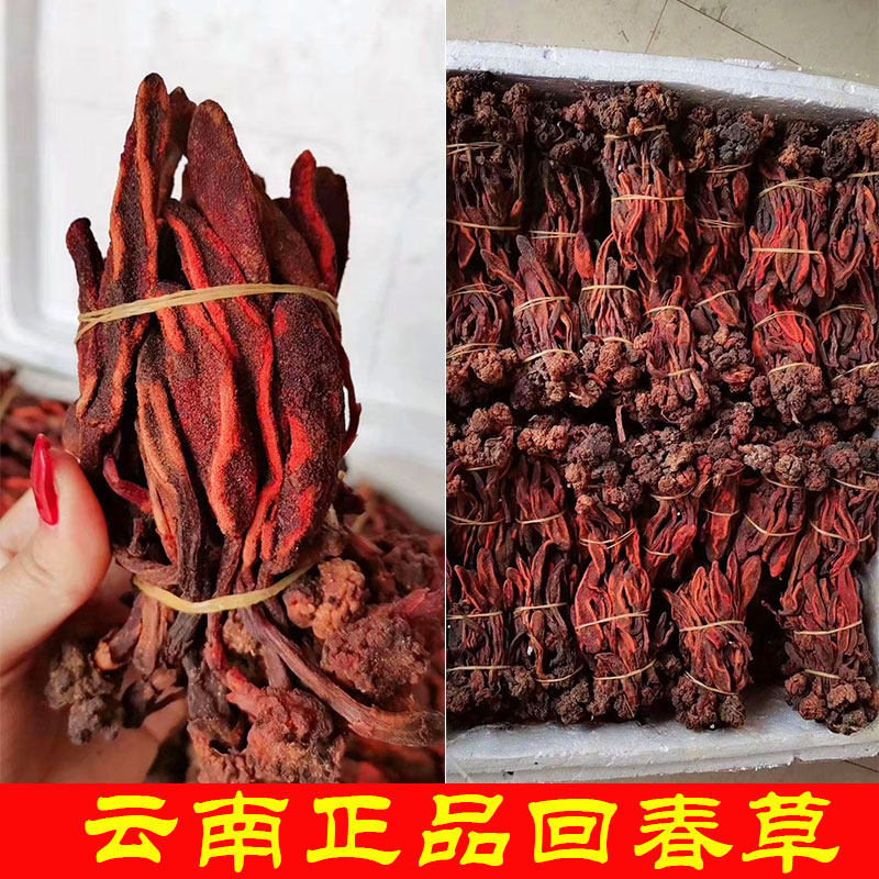 云南正品回春草500克顶天柱草苁蓉不老草宜搭配锁阳肉苁蓉淫羊藿