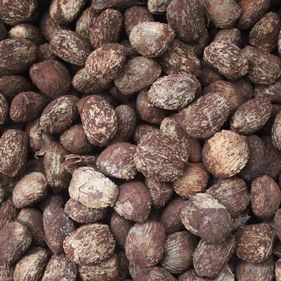 河南野生桐子油桐子可做桐油野生