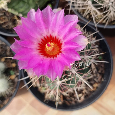 开花大统领仙人球实生根